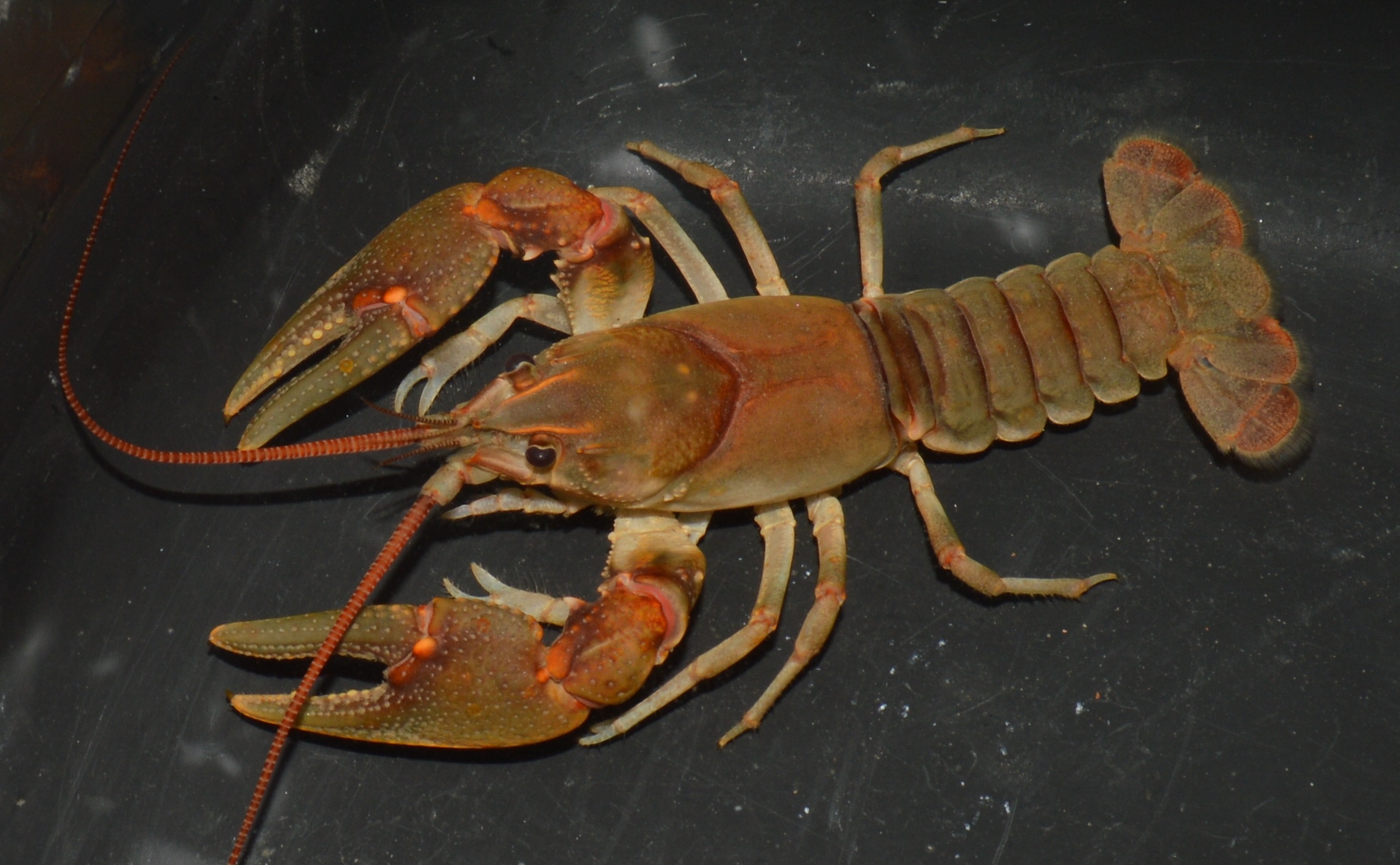 People's University, Biology, Class 6: Crayfish with Zachary Loughman ...